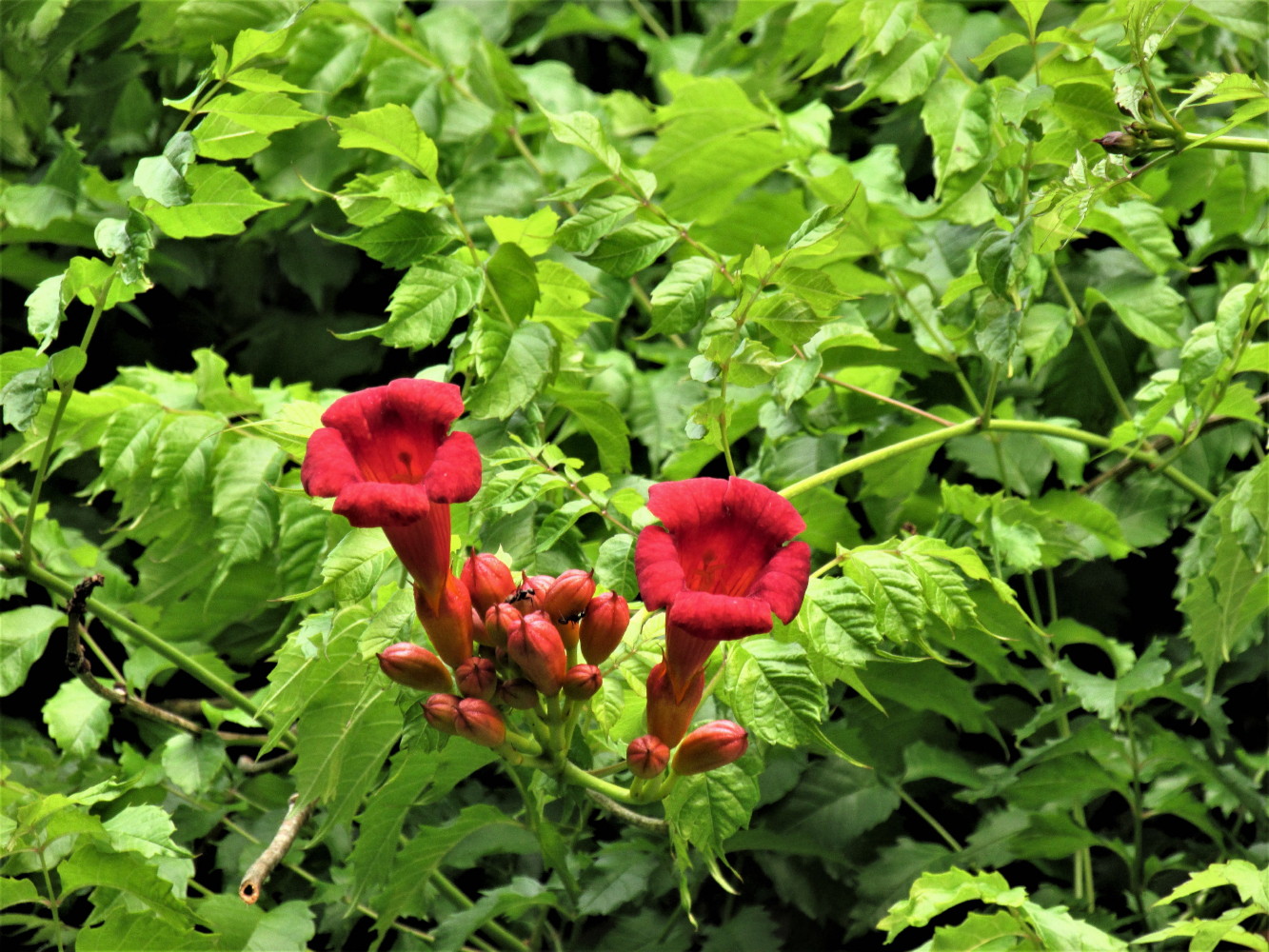 Landscaping for Wildlife with Native Vines – In Defense of Nature