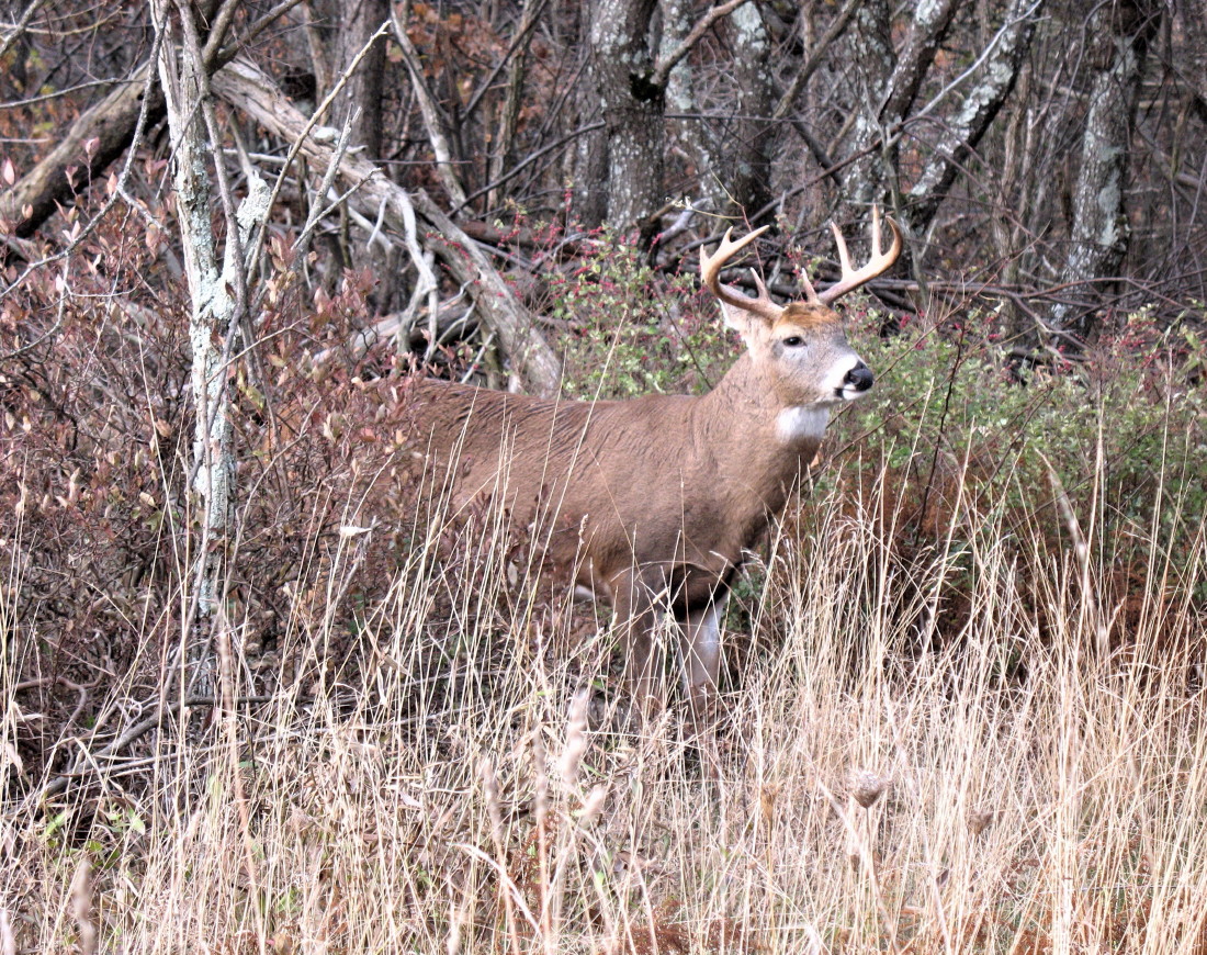 Prime Time to See Male White-Tailed Deer – In Defense of Nature